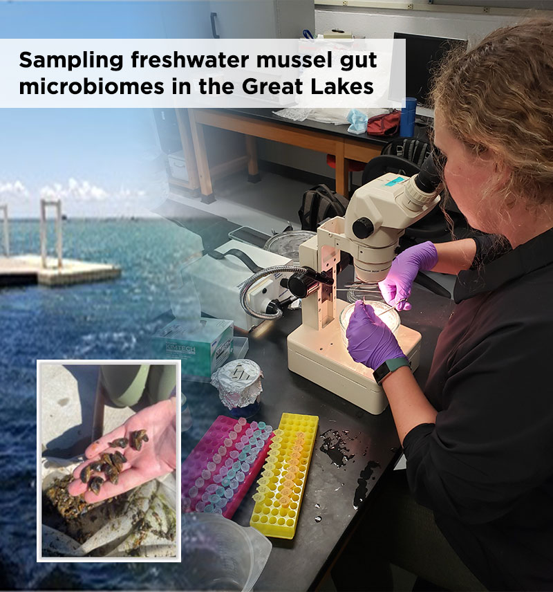 Sampling freshwater mussel gut microbiomes in the Great Lakes | Marine ...
